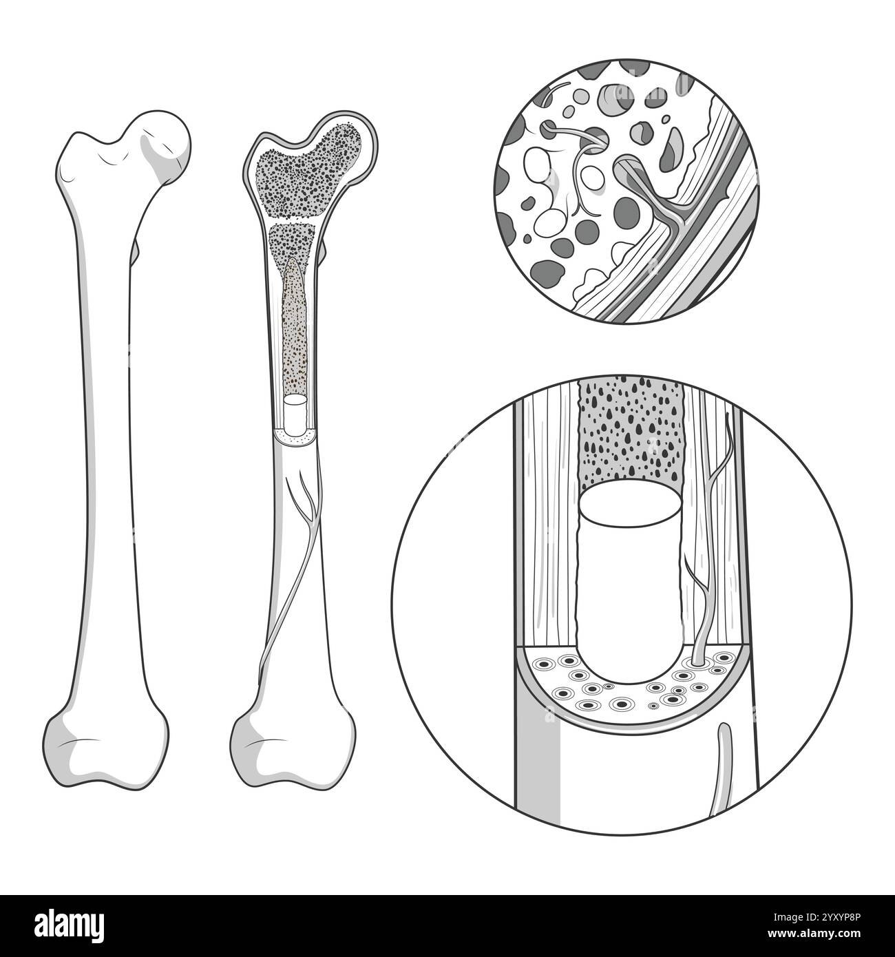 Bone structure analysis hi-res stock photography and images - Alamy