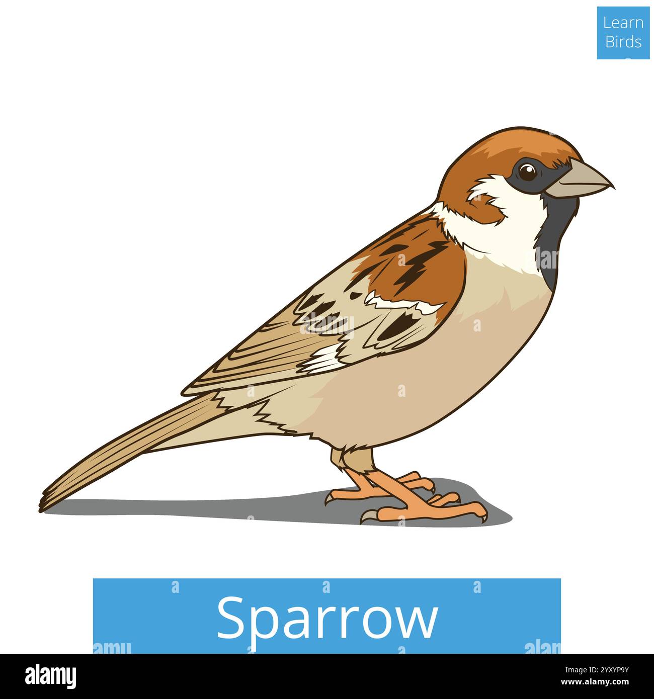 Sparrow cartoon hi-res stock photography and images - Alamy