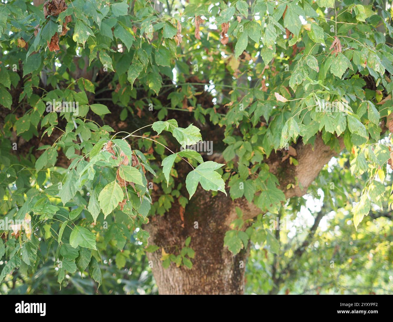Ashleaf maple hi-res stock photography and images - Alamy
