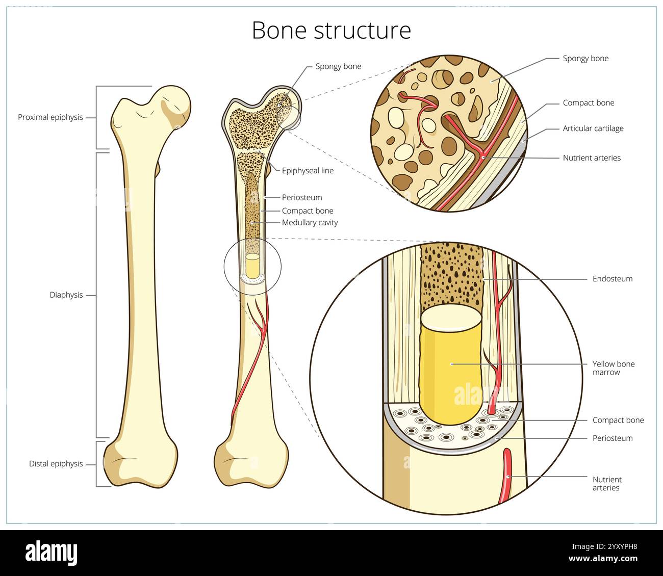 Bone structure analysis hi-res stock photography and images - Alamy