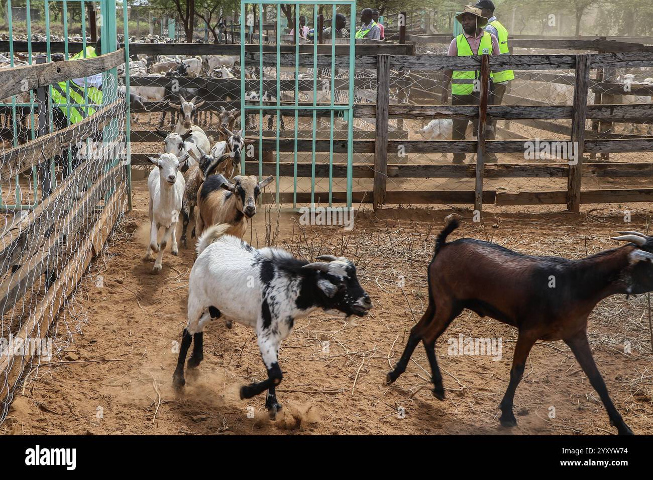 Baringo, Kenya. 17th Dec, 2024. Workers inspect goats in a holding area ahead of this year's ...