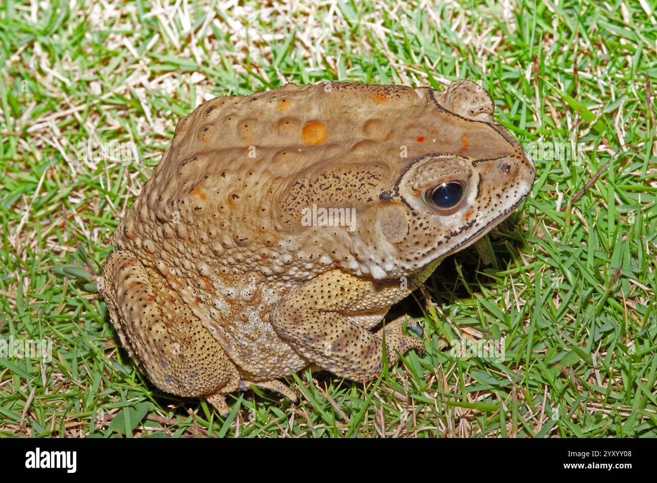Toadstool frog hi-res stock photography and images - Alamy