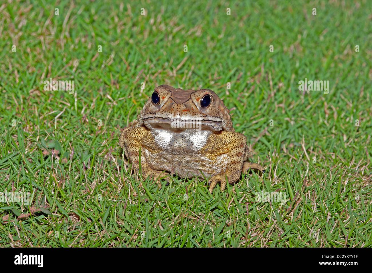 Front view of a brown cane toad sitting on green grass with bright ...