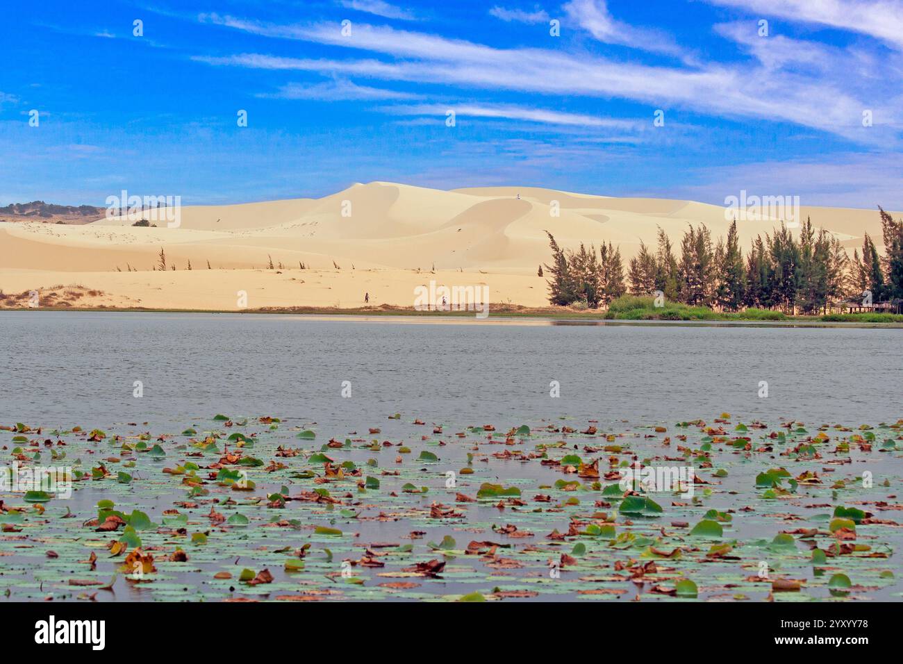 Tranquil view of the Mui Ne sand dunes with a serene lake and lush ...