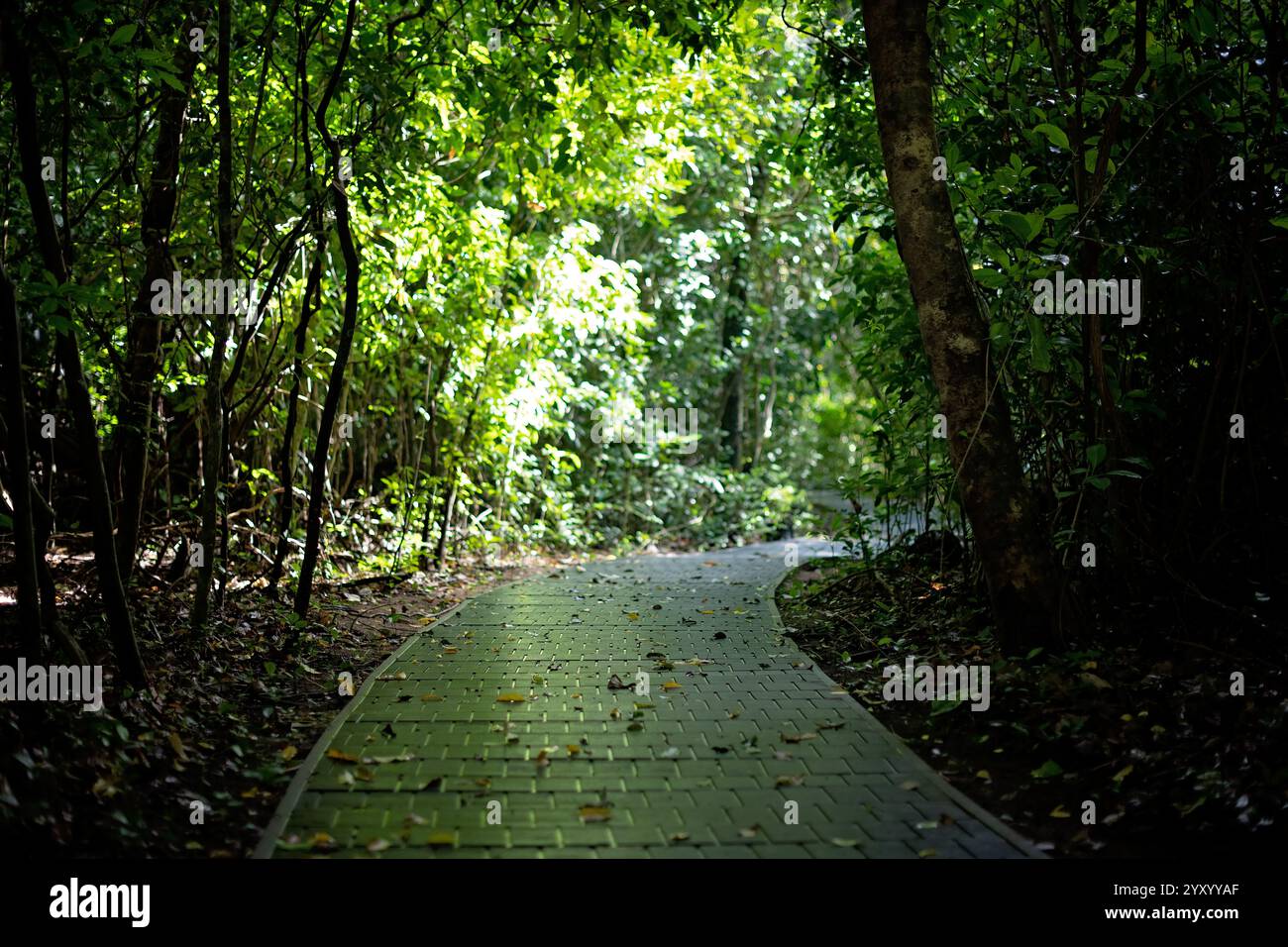pathway through dark green shady forest, Green Island Queensland ...