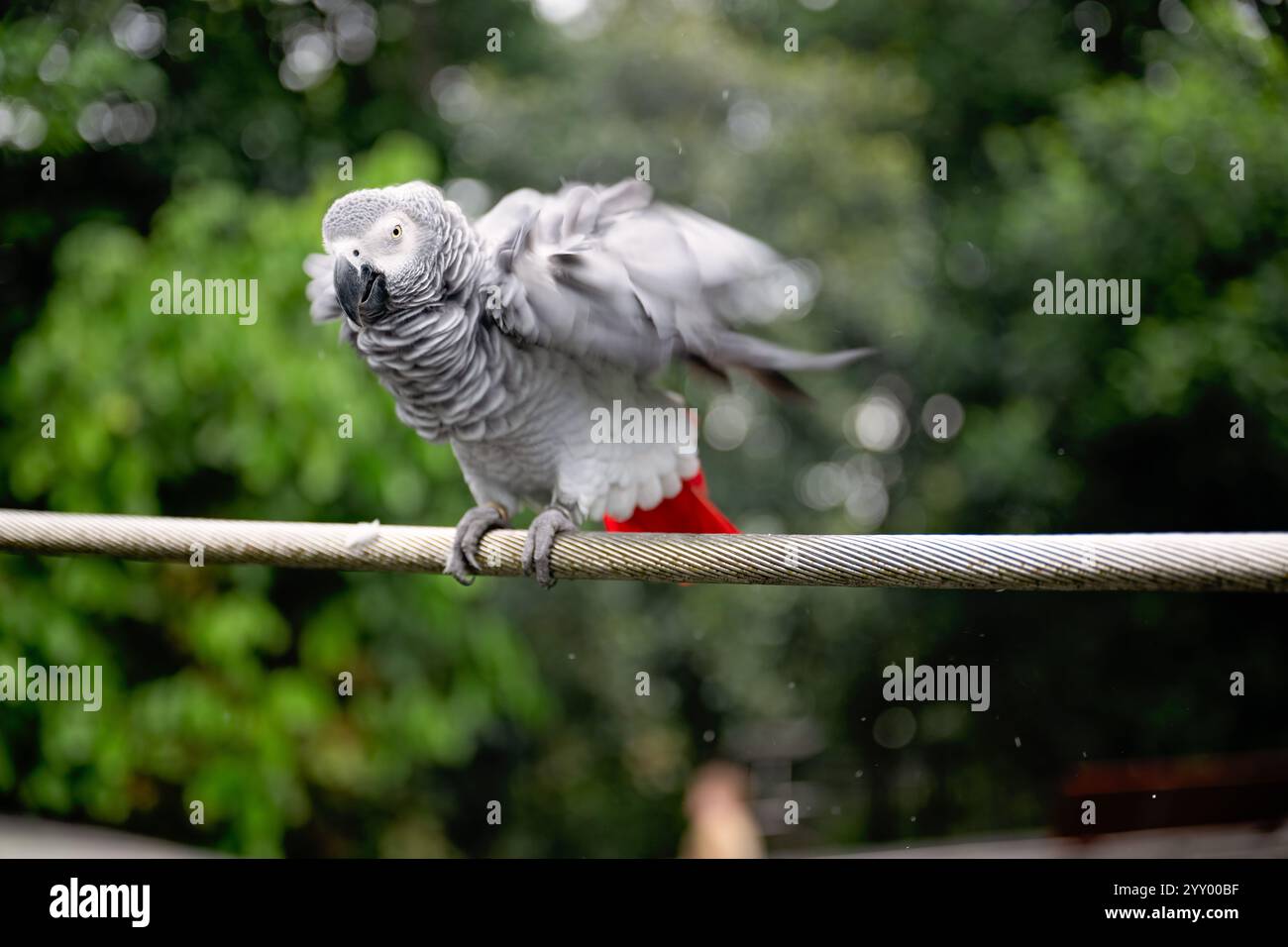 Congo Grey parrot bird, preening and shaking off water, Mandai bird ...