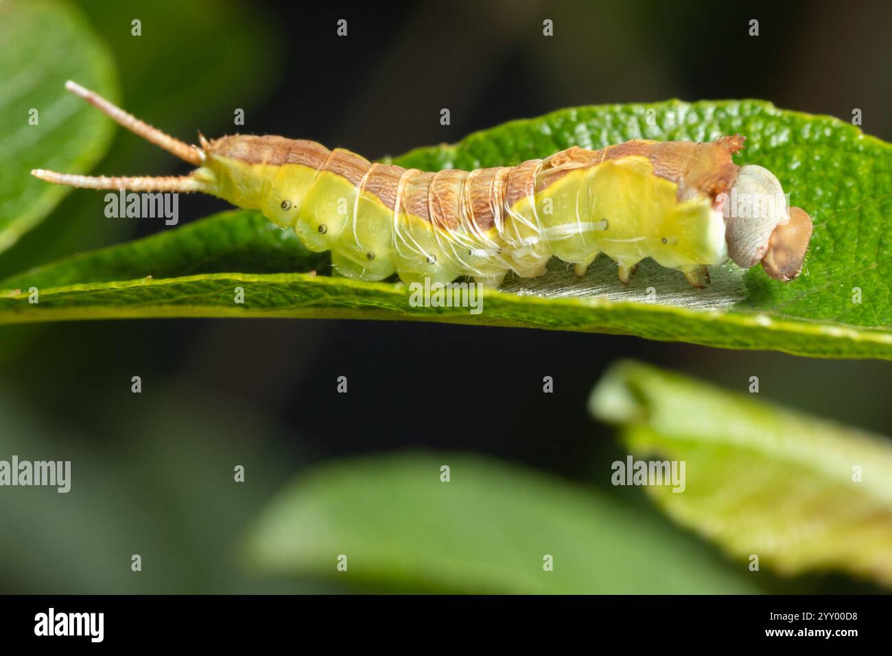 Puss moth (Cerura vinula) caterpillar sloughing its skin. Surrey, UK ...