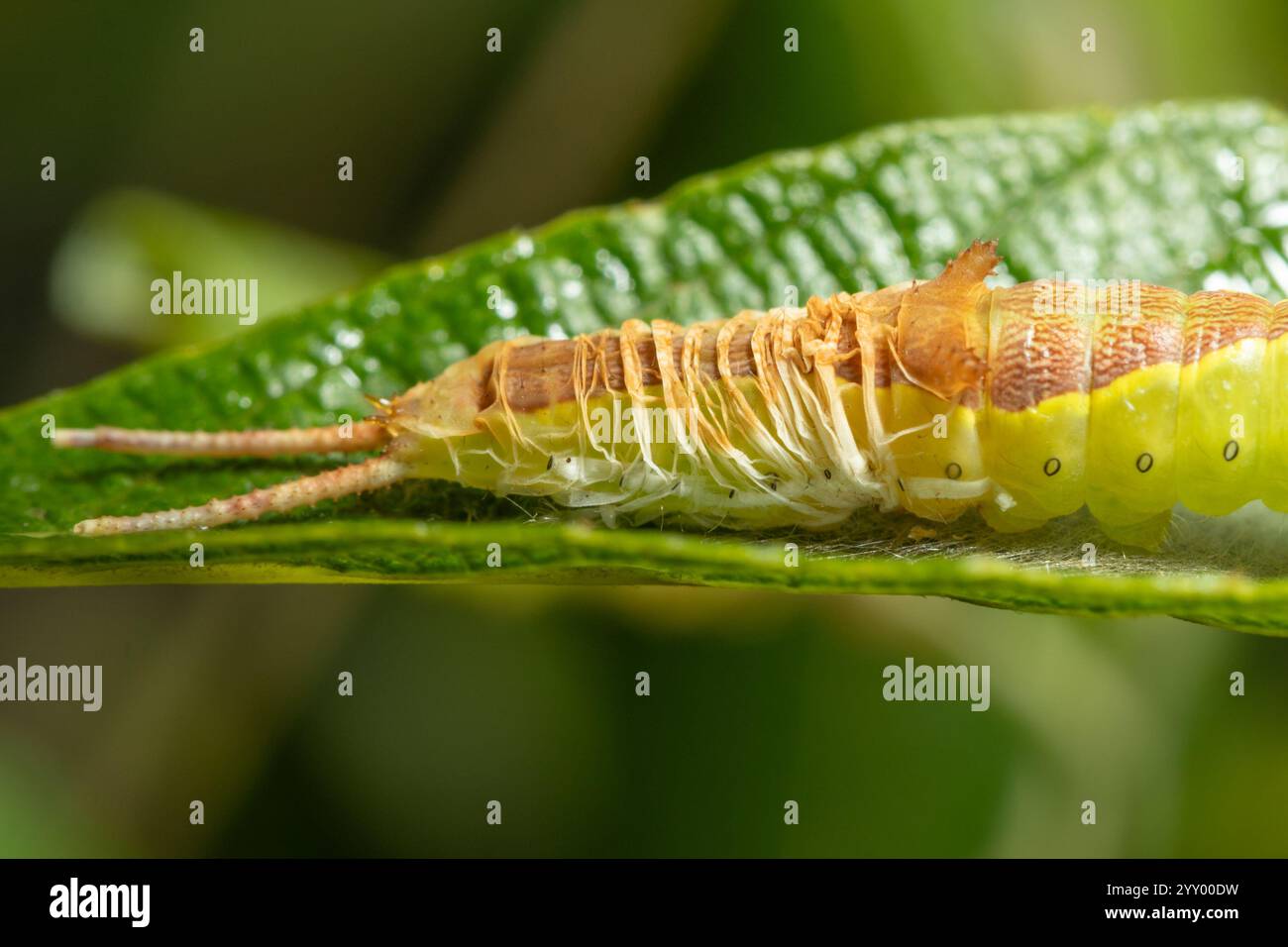 Sloughing insect hi-res stock photography and images - Alamy