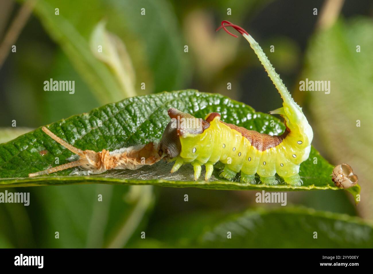 Puss Moth (Cerura vinula) caterpillar sloughing its skin. Surrey, UK ...