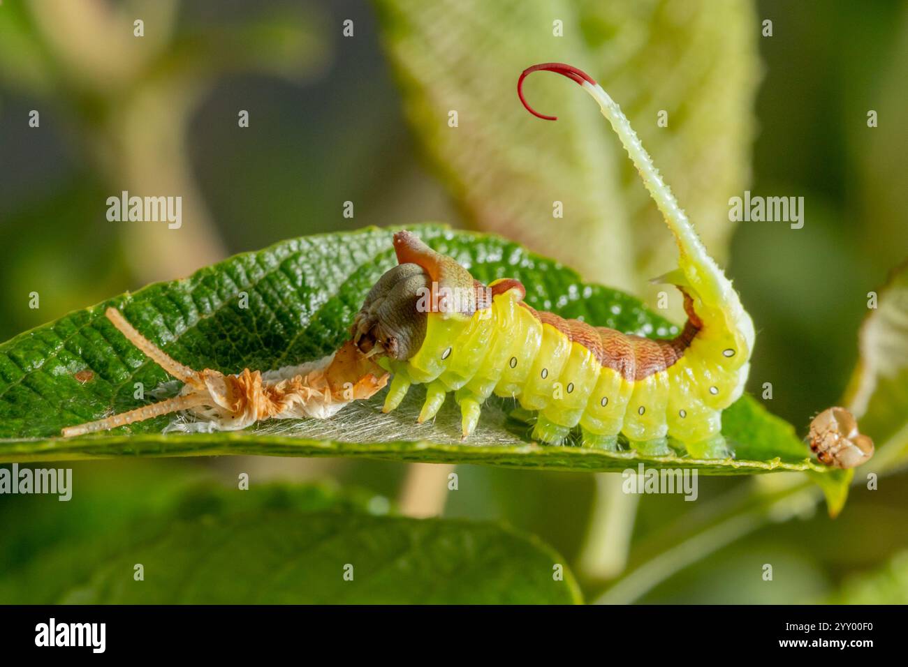 Puss Moth (Cerura vinula) caterpillar sloughing its skin. Surrey, UK ...
