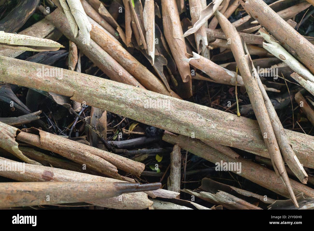 Flammable bark hi-res stock photography and images - Alamy