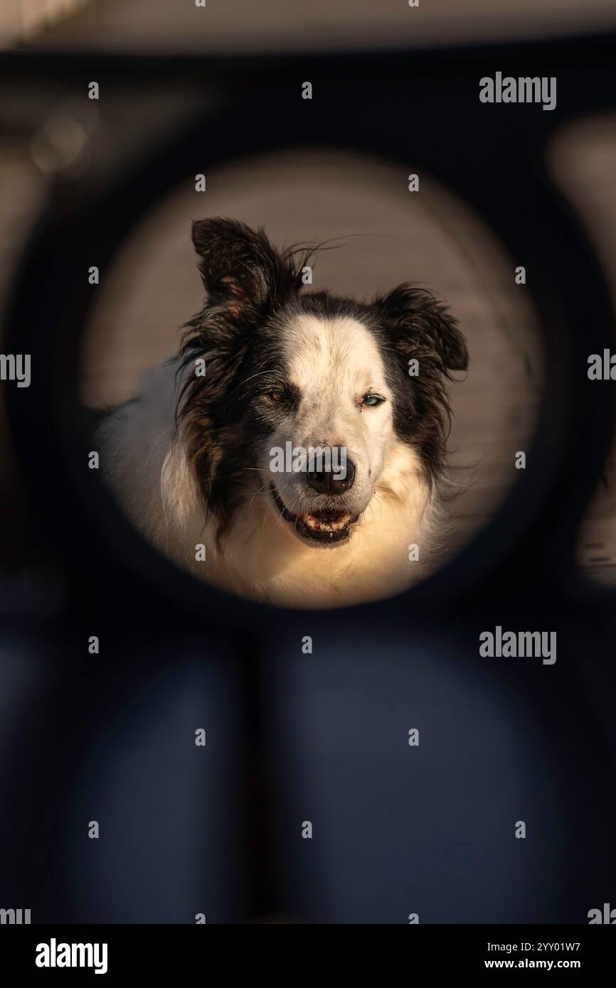 border collie dog portrait framed through a hole in a bench on the ...