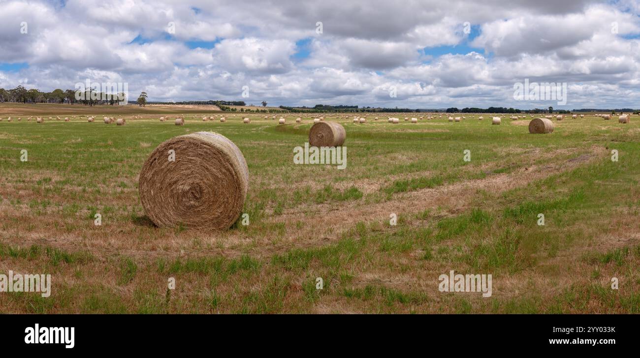 panorama hay bales, large round stock livestock feed, farm paddock ...