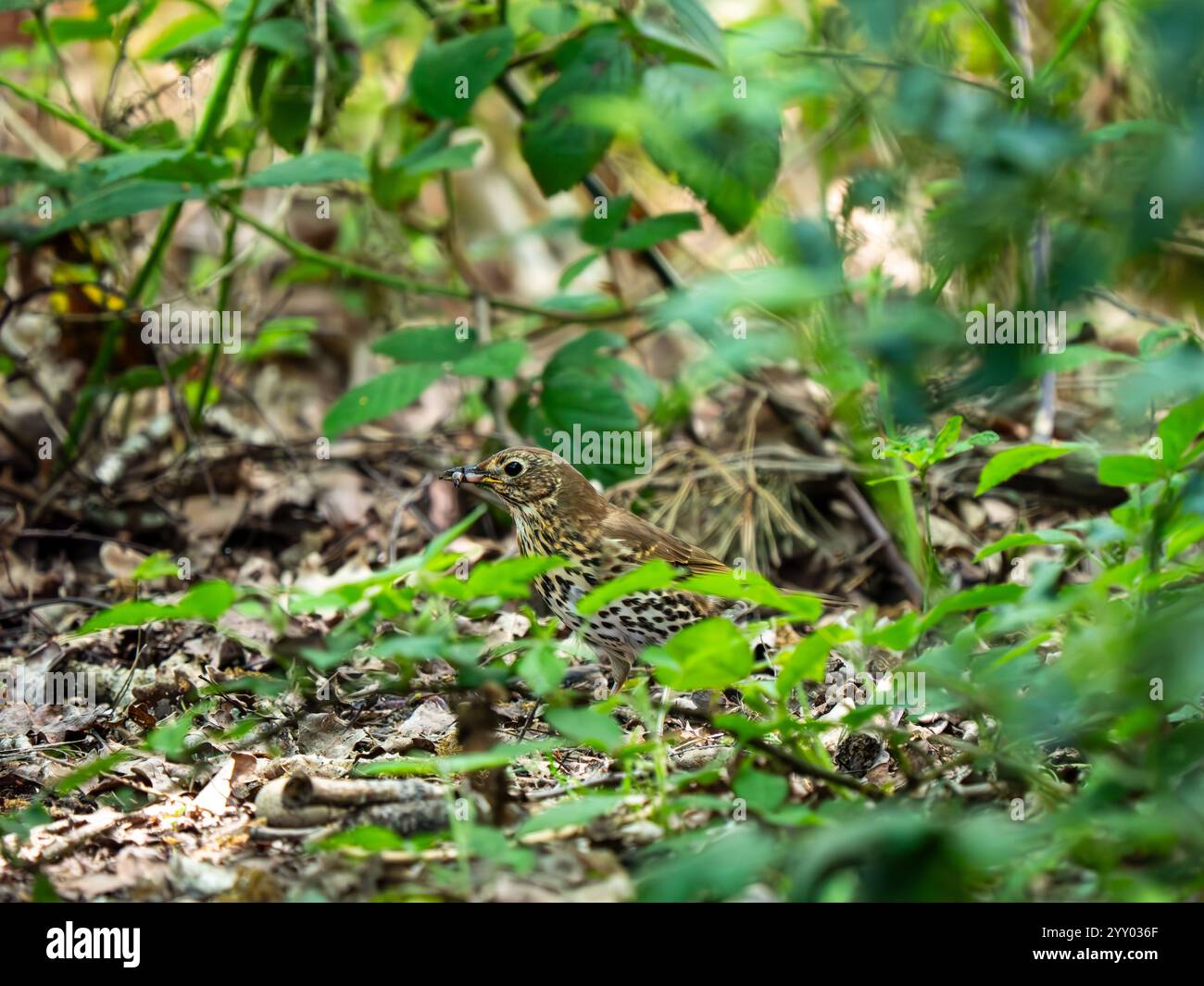 Thrush eating a worm hi-res stock photography and images - Alamy