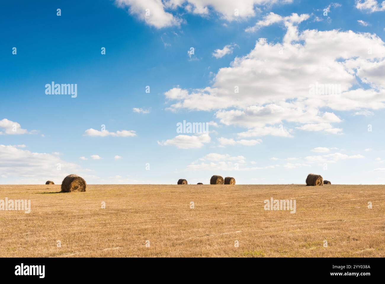 panorama hay bales, large round stock livestock feed, farm paddock ...