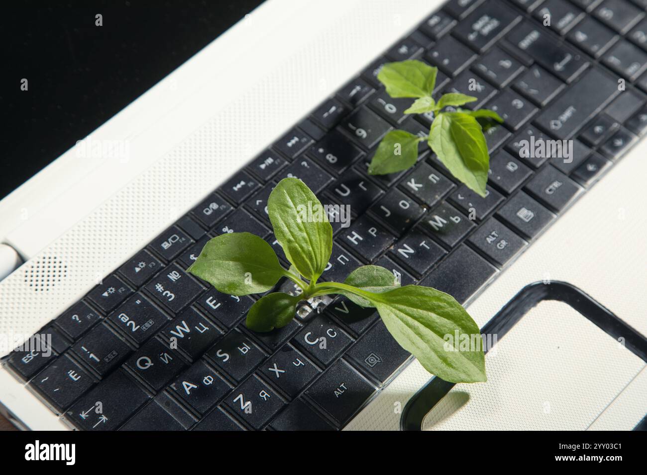 Green leaf on keyboard hi-res stock photography and images - Alamy