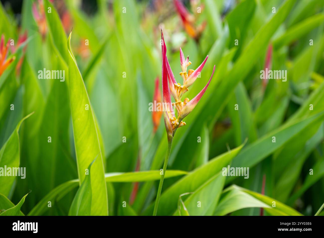 Beautiful heliconia parrot flower hi-res stock photography and images ...
