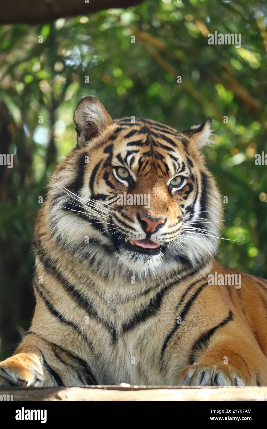 Close-up portrait of a tiger at Taronga Zoo, Sydney, Australia Stock ...