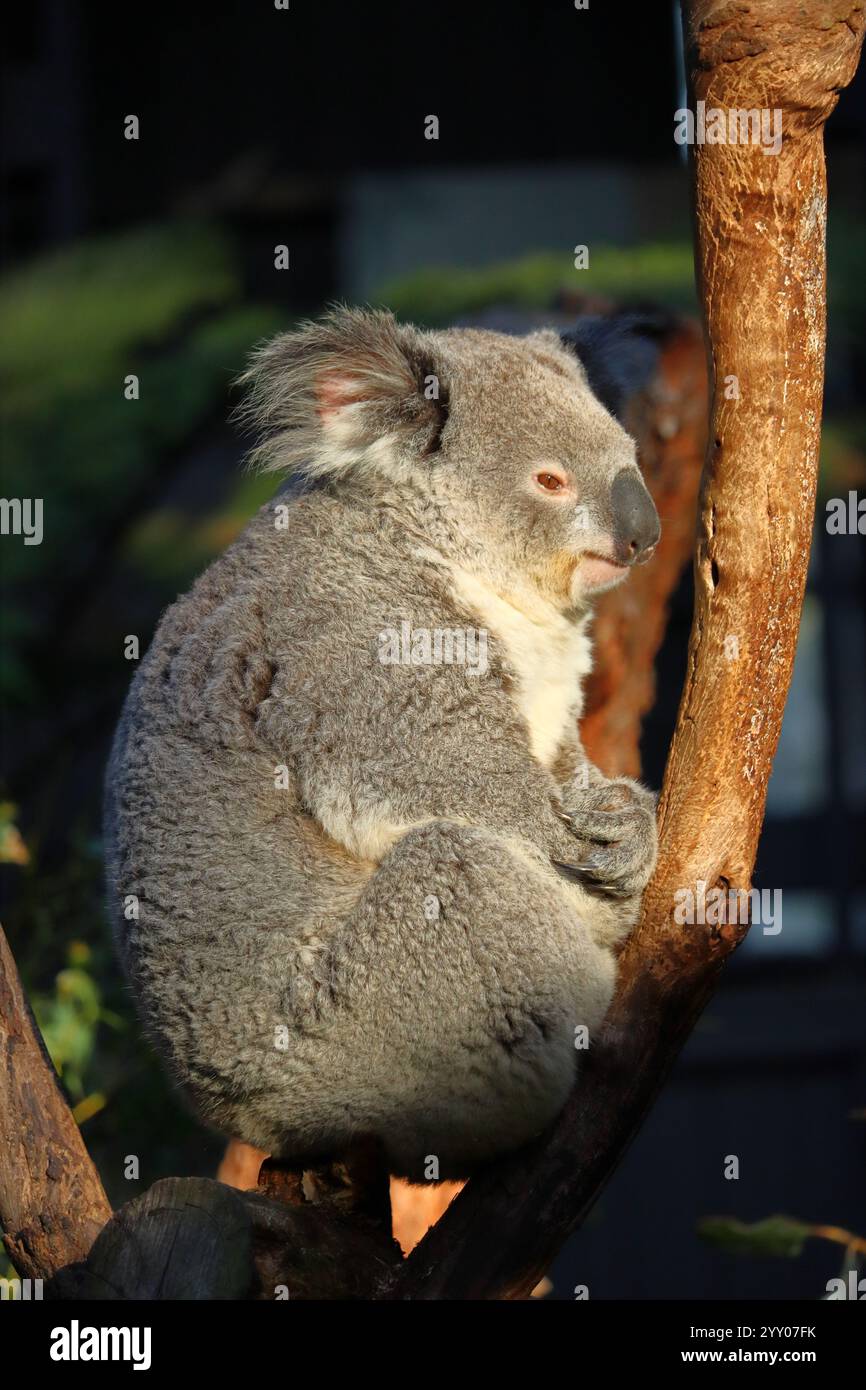 Close up koala relaxing on eucalyptus tree at Taronga Zoo, Sydney, Australia Stock Photo - Alamy