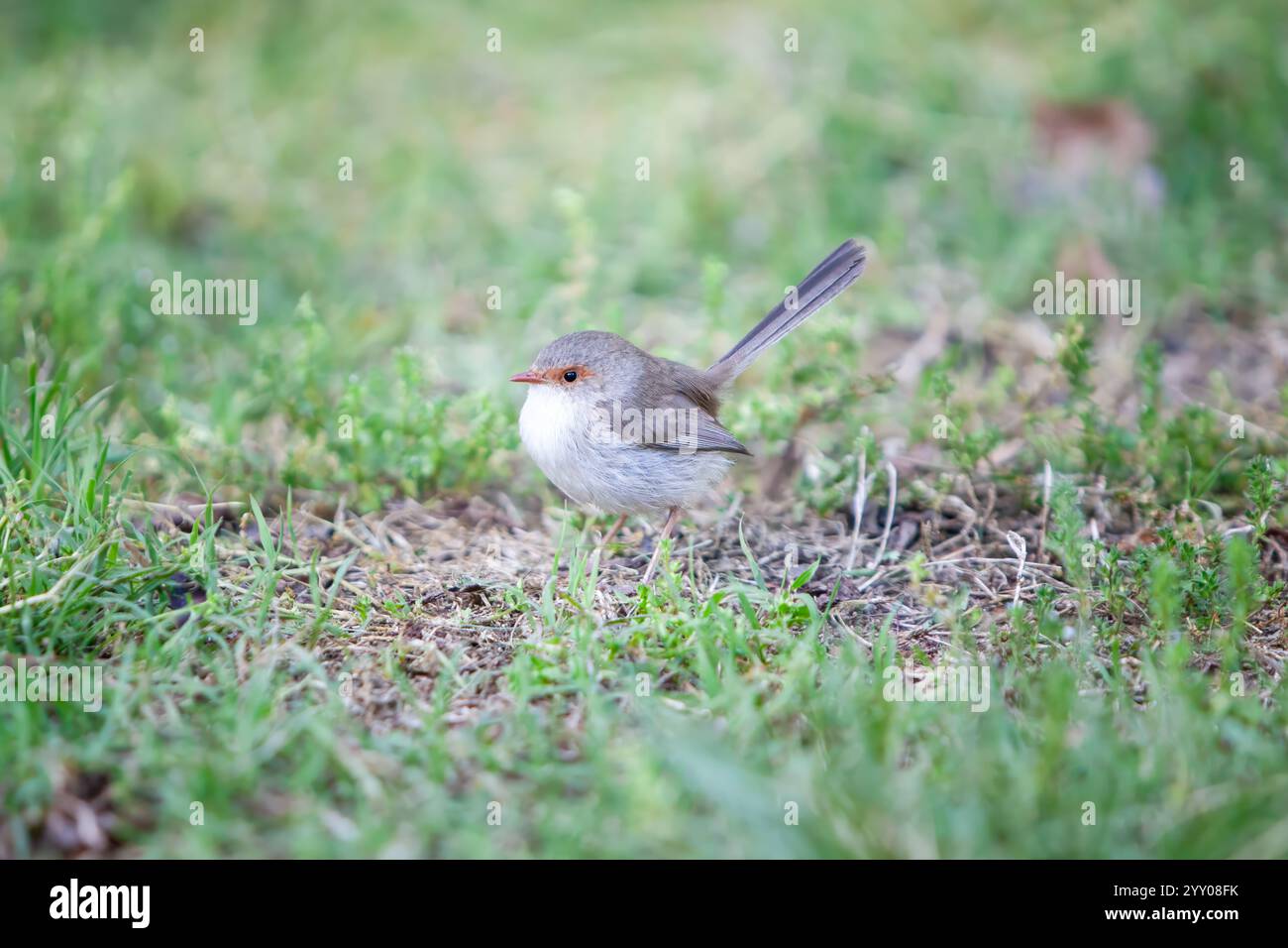 Superb fairywren bird, Malurus cyaneus, female juvenile on ground grass ...