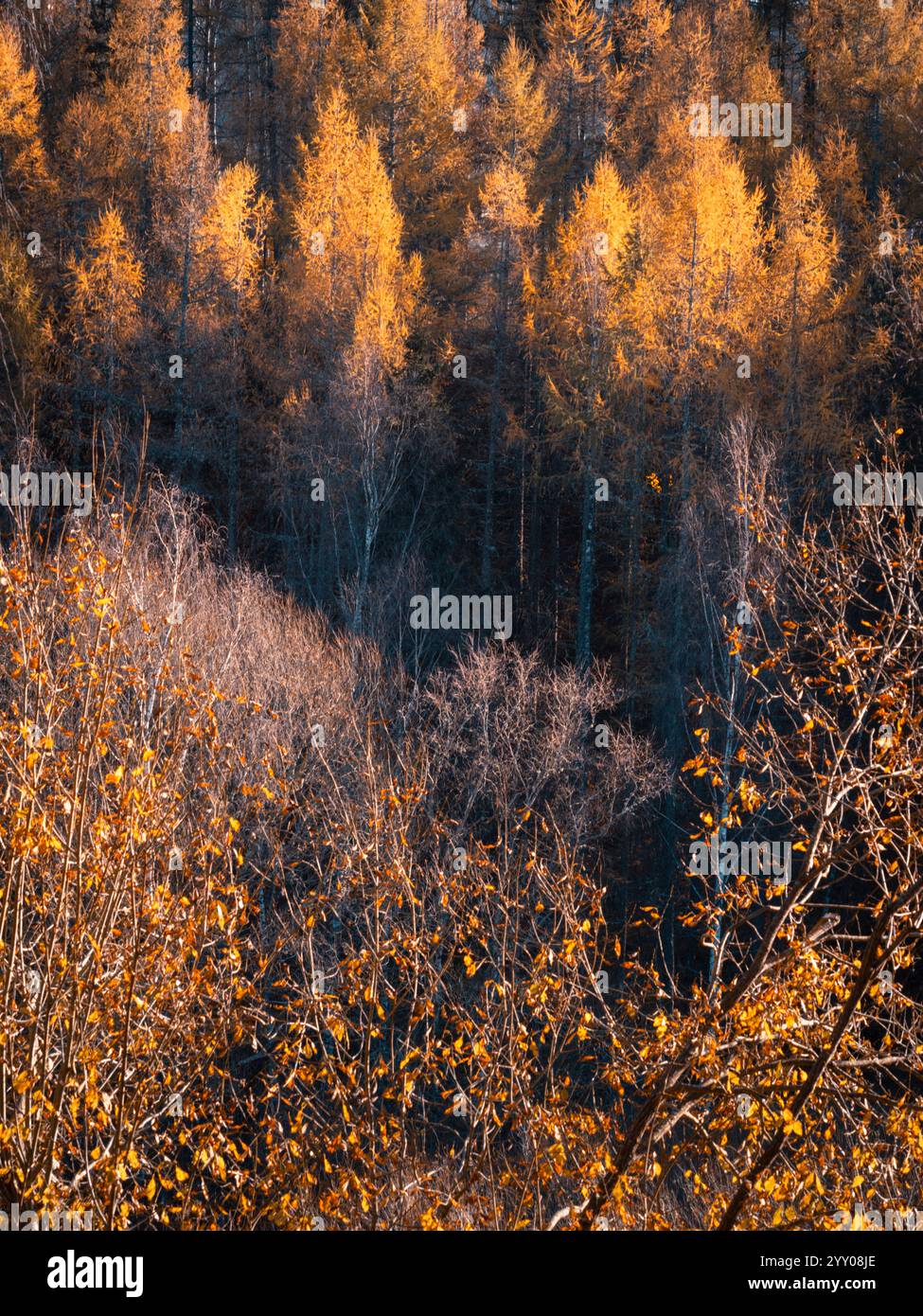 Golden larches dominate the landscape, creating a stunning contrast ...