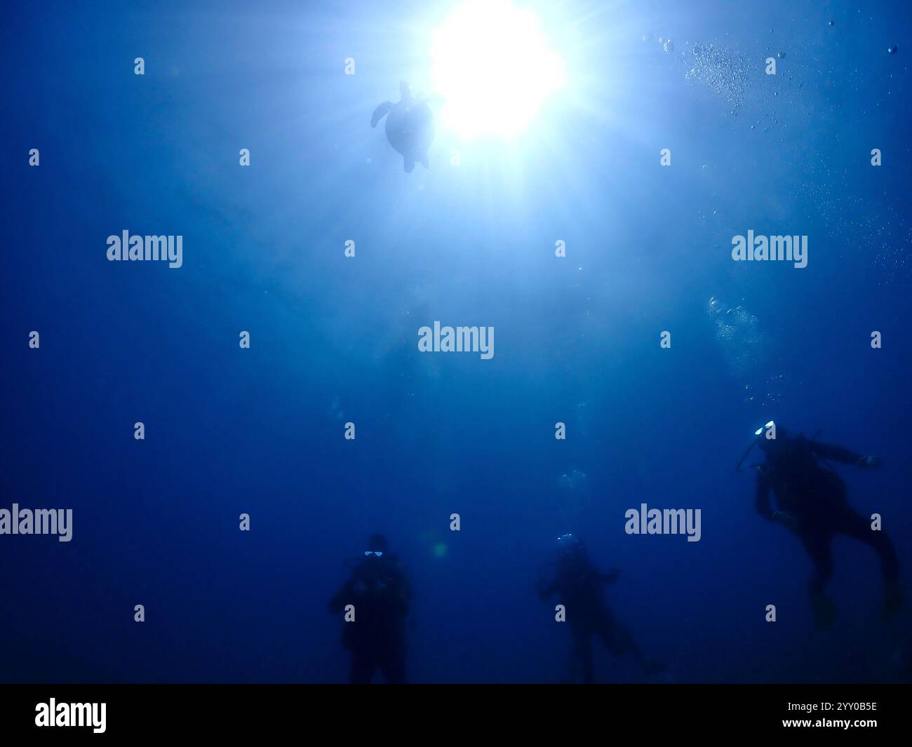 Three scuba divers in the deep ocean looking up at swimming sea turtle ...