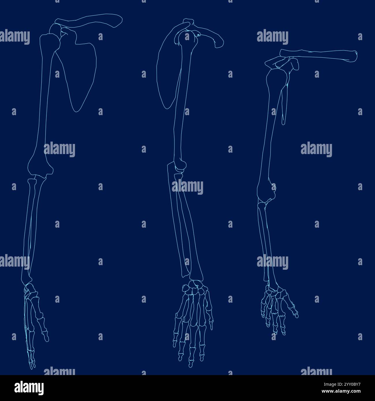 Detailed anatomy vector vectors hi-res stock photography and images - Alamy