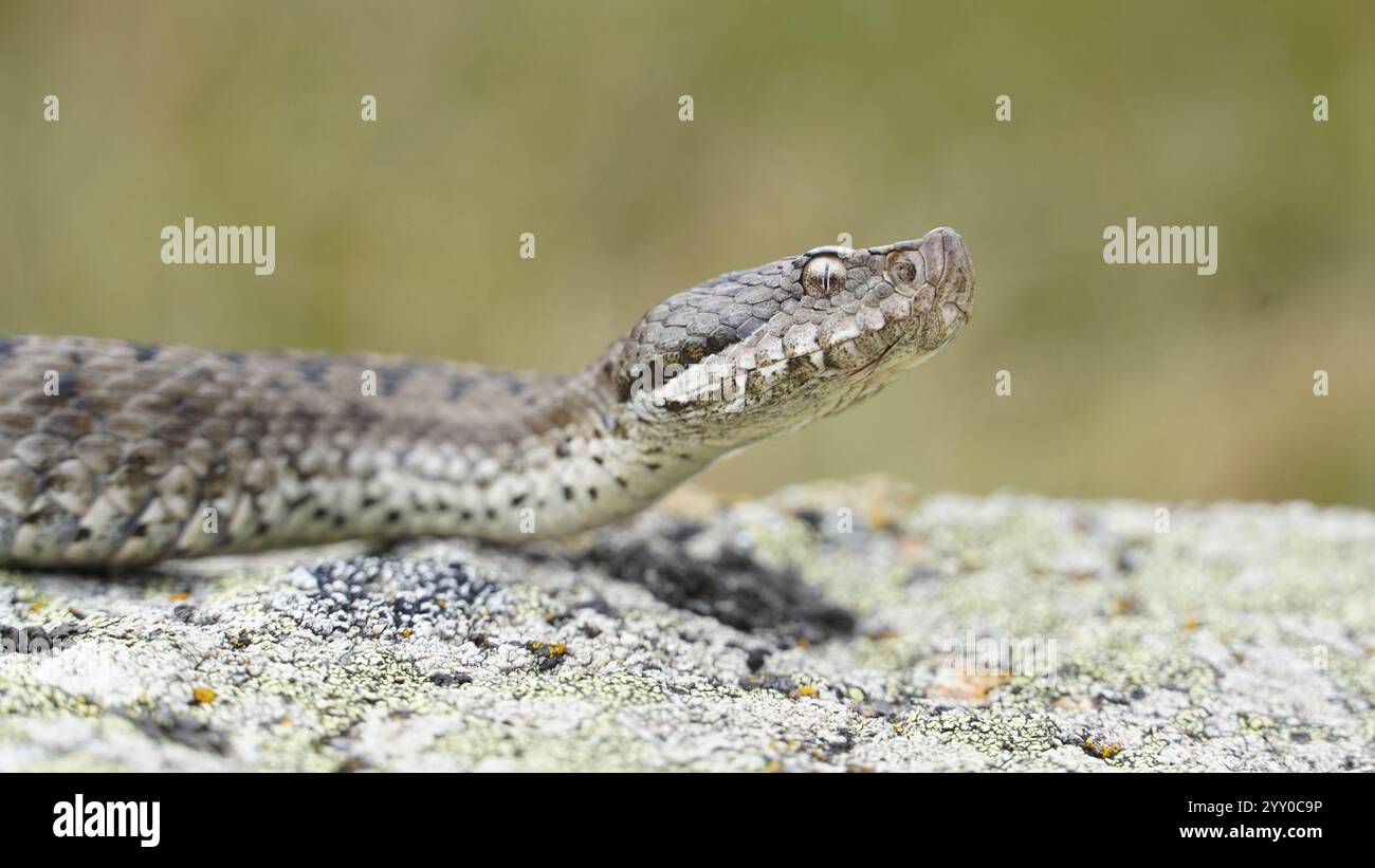 Posamiento hi-res stock photography and images - Alamy