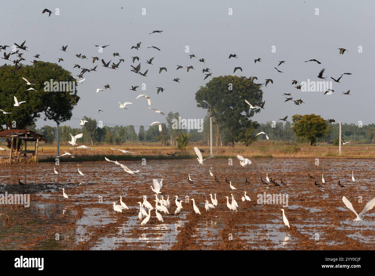 Nakhon Sawan, Thailand. 18th Dec, 2024. A flock of birds fly over a ...