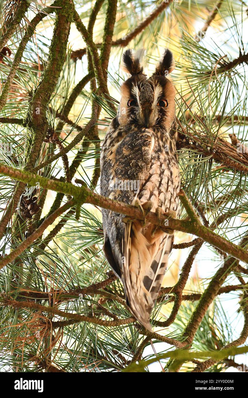 Asia Otus aka Long-eared Owl perched on the pine tree branch. Nature of ...