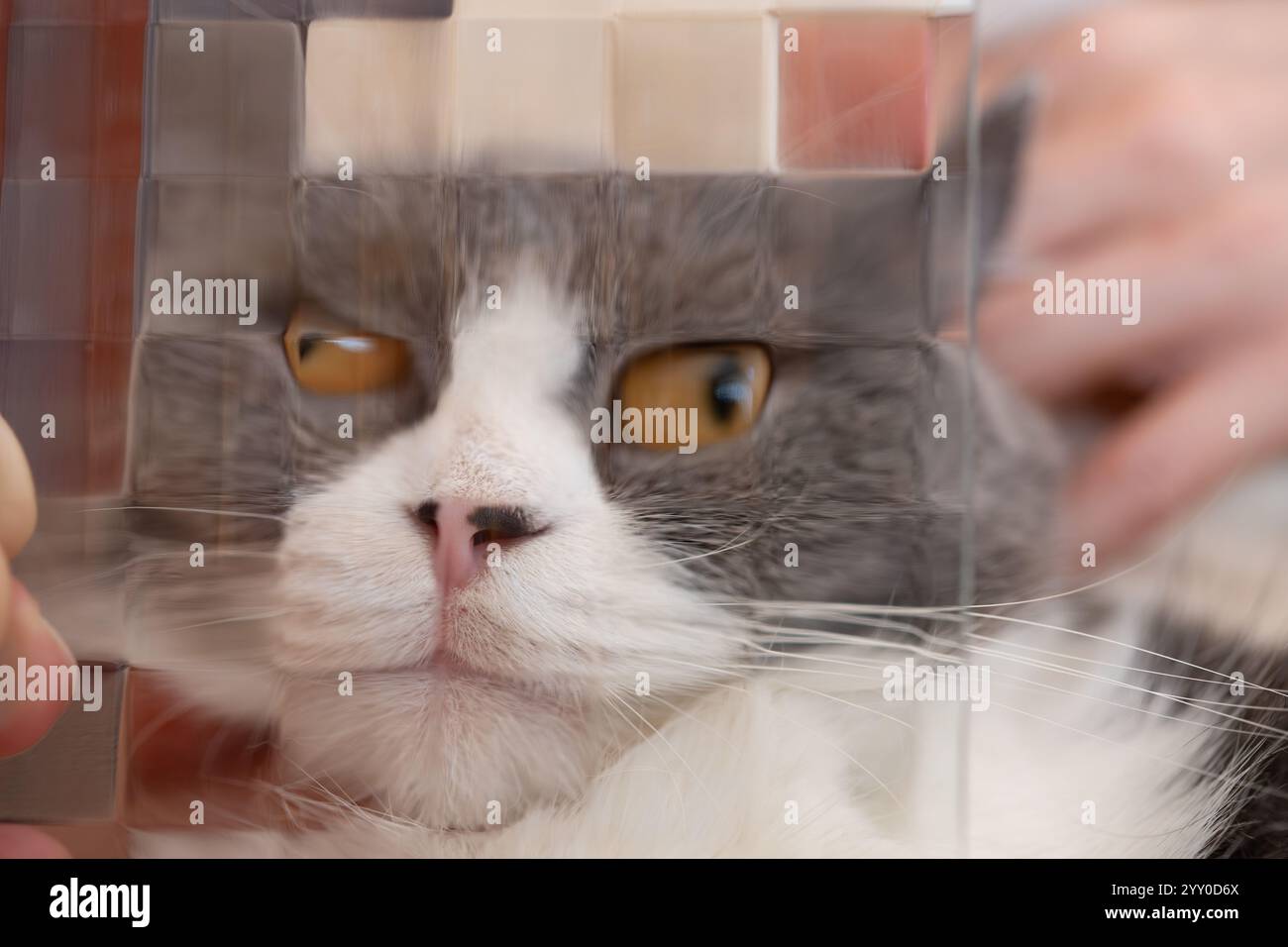 a funny cat face seen through the glass Stock Photo - Alamy