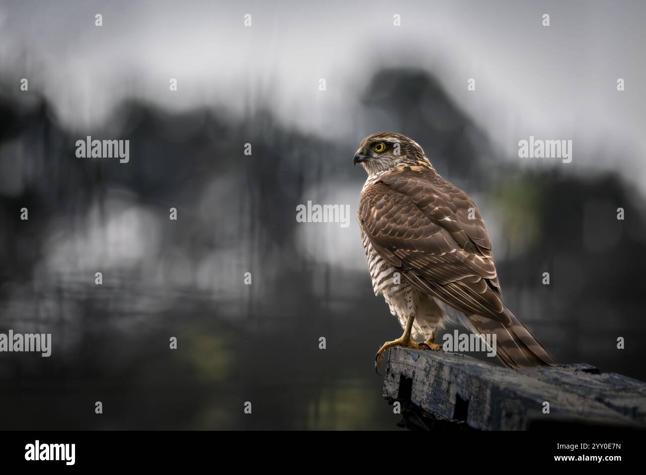 Sparrow hawk talons hi-res stock photography and images - Alamy
