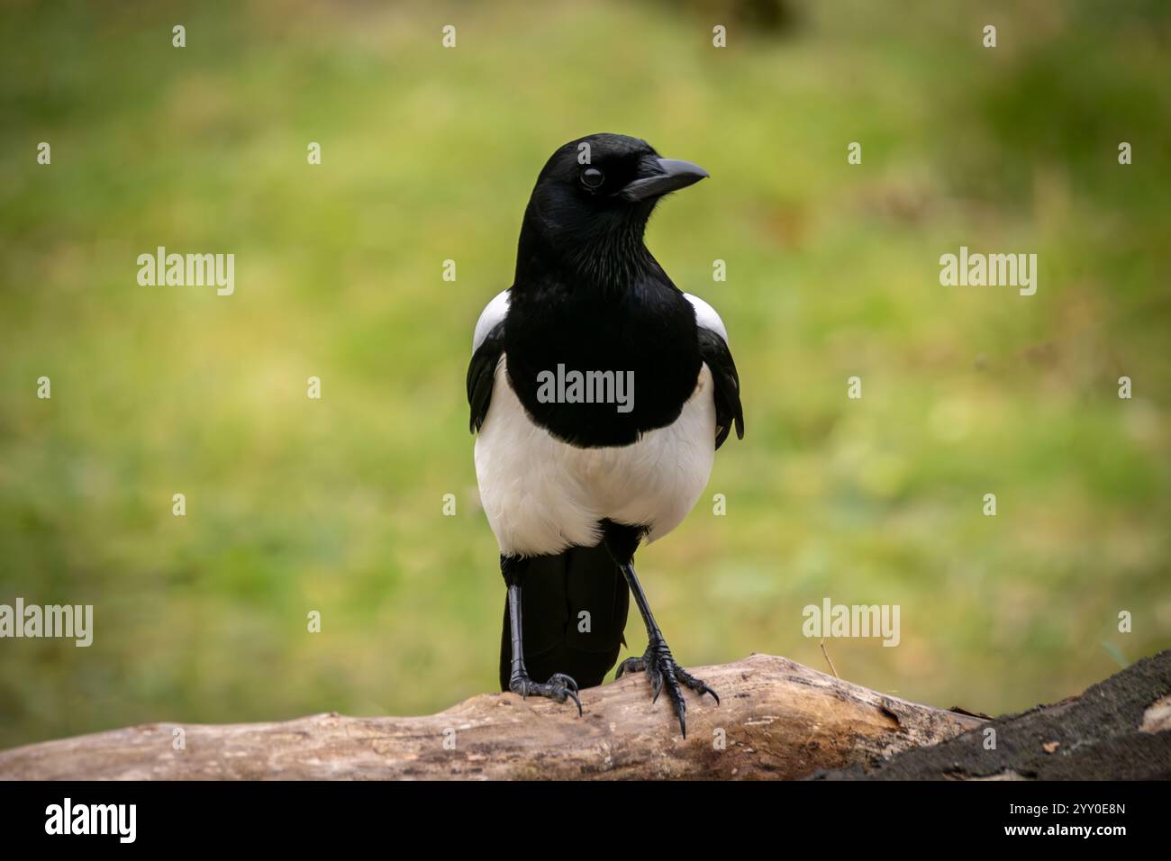 Plumage reveals hi-res stock photography and images - Alamy