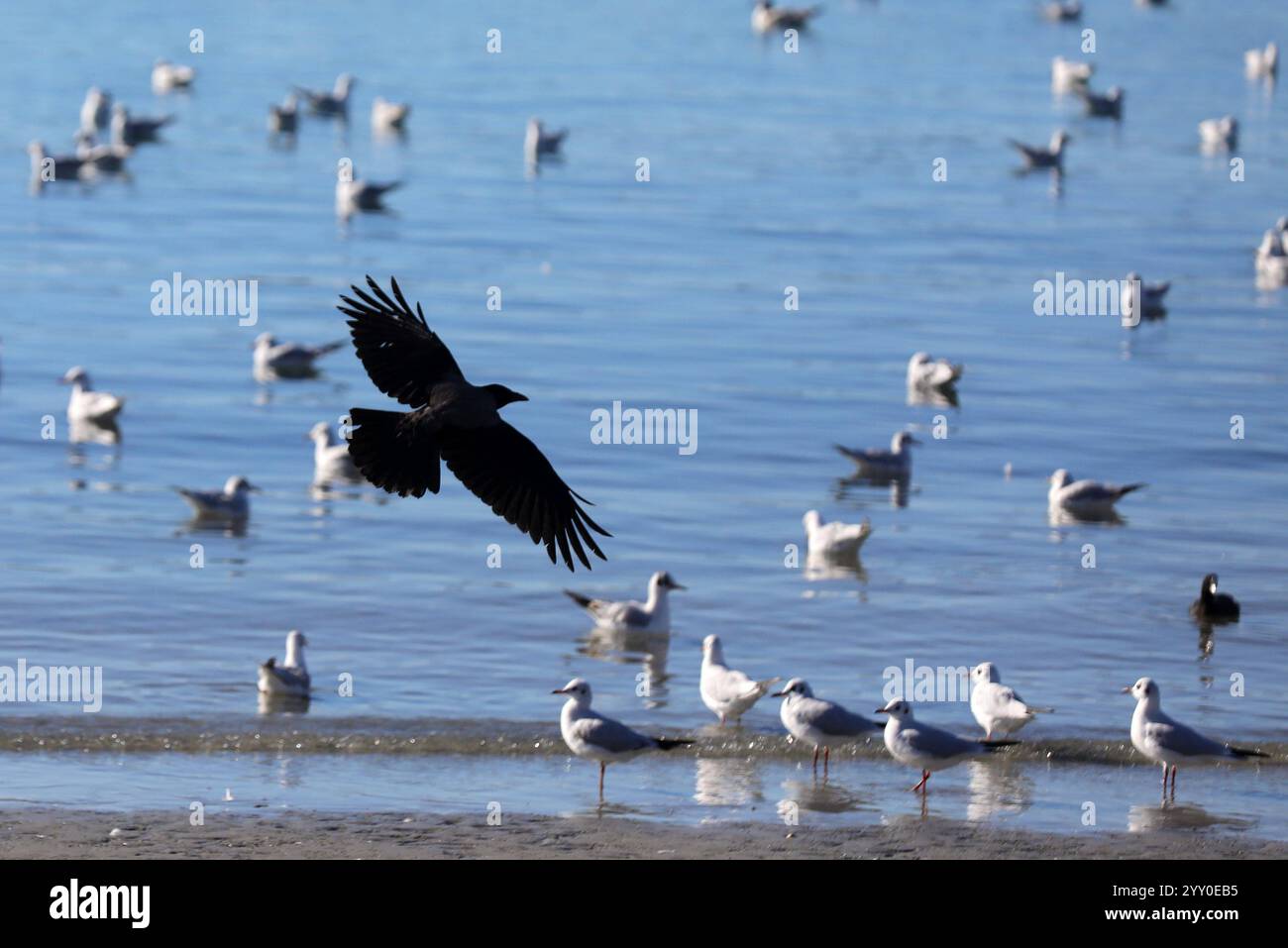Croatia, Stobrec, 171224. Citizens strolling and spending time in the fresh air enjoying the ...