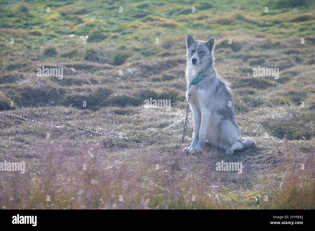 Greenland dog, husky lying peacefully on rocks in front of houses ...