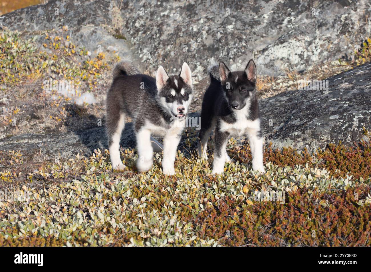 Greenland dog, husky lying peacefully on rocks in front of houses ...