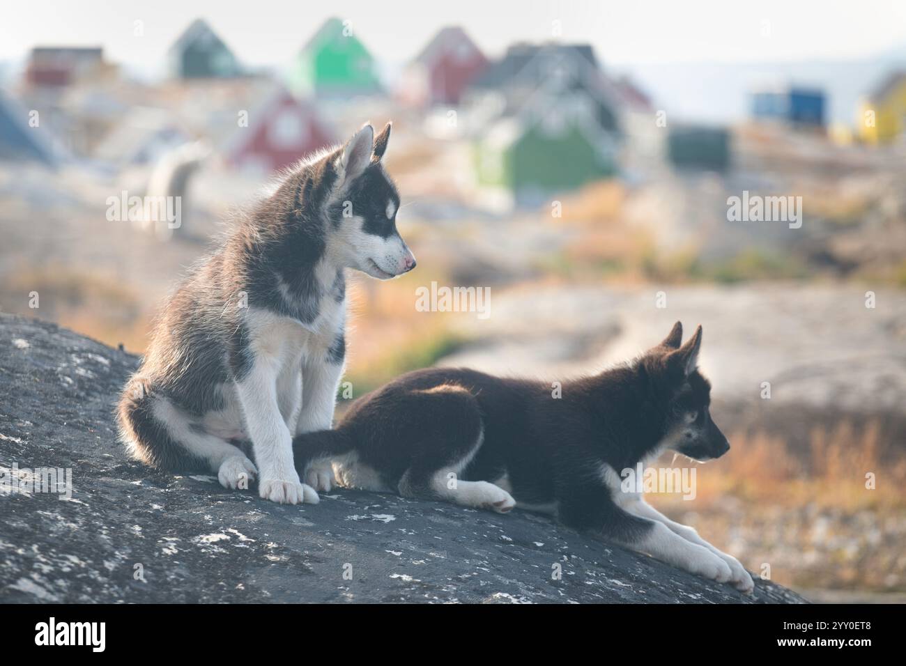 Greenland dog, husky lying peacefully on rocks in front of houses ...
