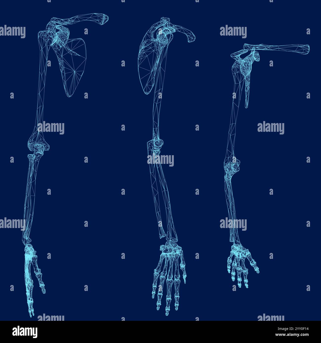 Detailed Blue Wireframe Human Skeleton Bone Hands Set Vector Illustration Stock Vector Image