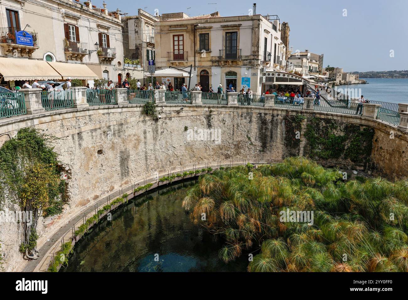 Papyrus plants in Fountain of Arethusa or Fonte Aretusa is a natural ...