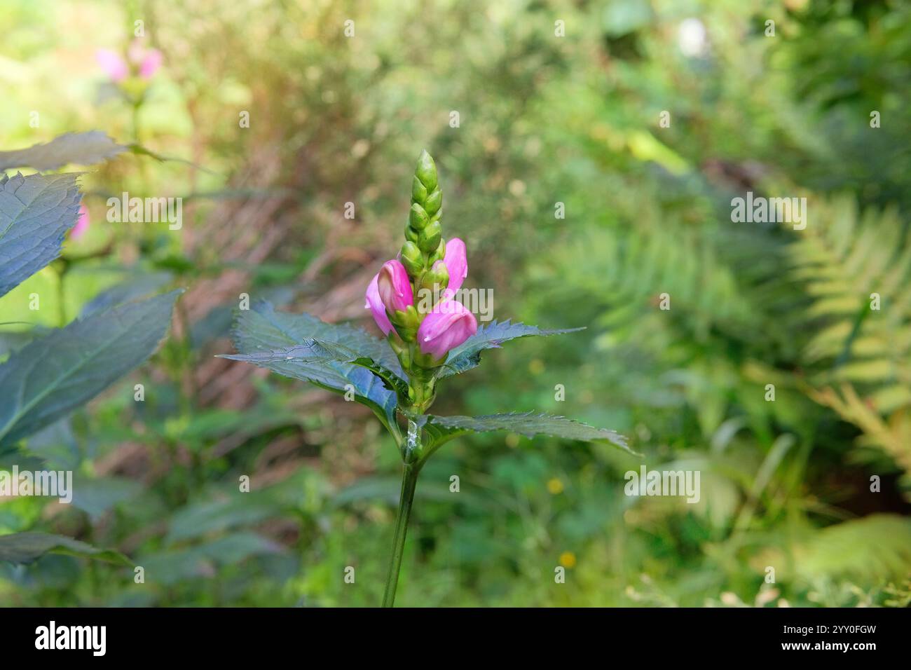 Chelone obliqua in gardening. Balloon flowers in meadow. Turtlehead ...