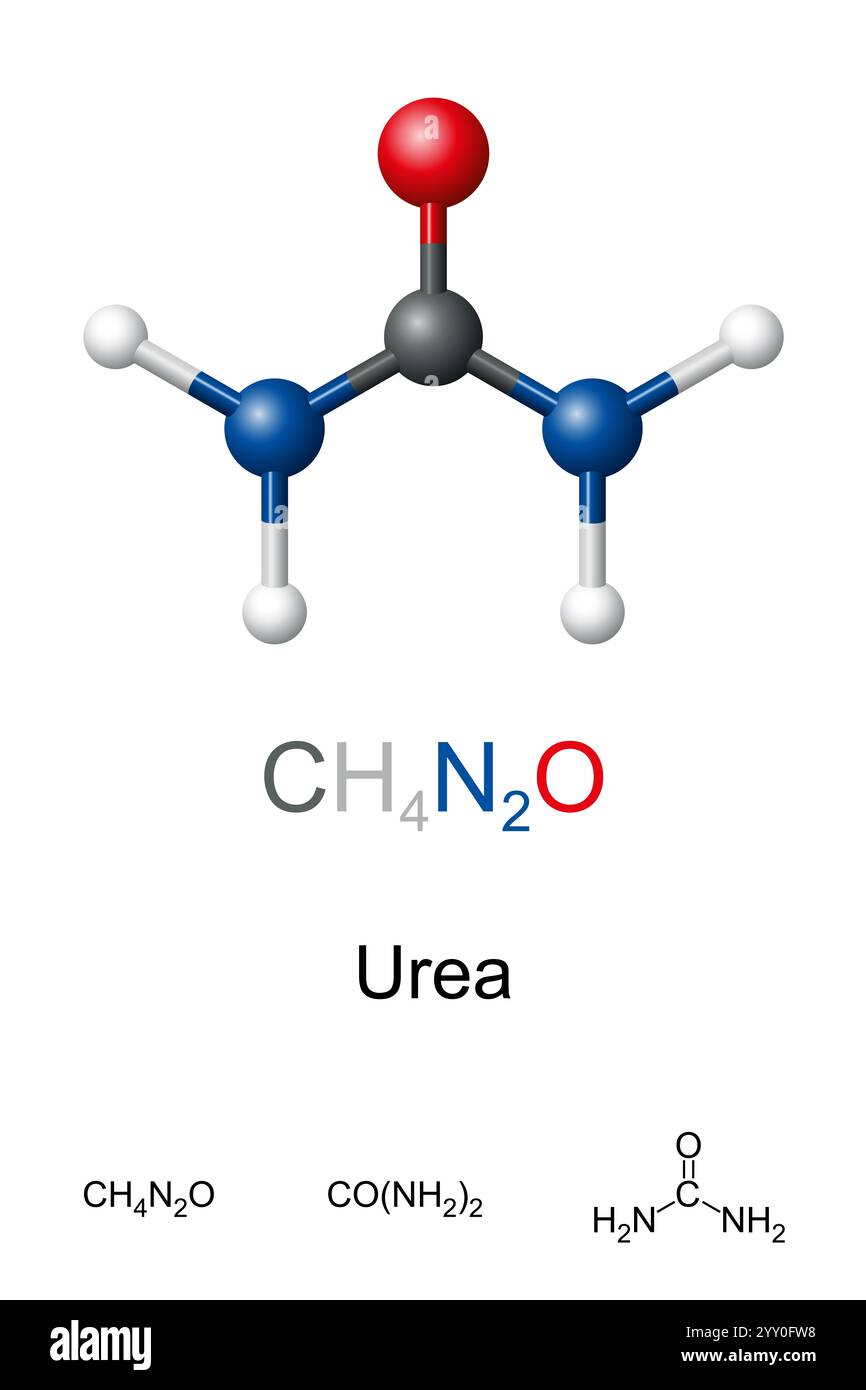 Urea, carbamide, molecule model and chemical formula. Ball-and-stick model of the organic ...