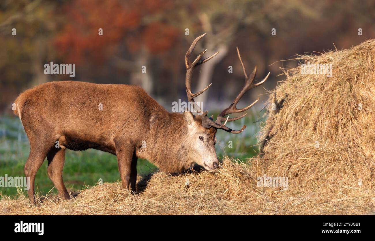 Red deer stag eating hay from haystack, UK Stock Photo - Alamy