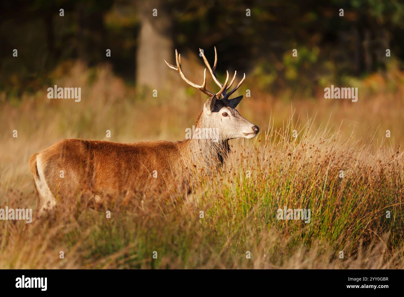 Portrait of a young red deer stag standing in grass during the rut in ...