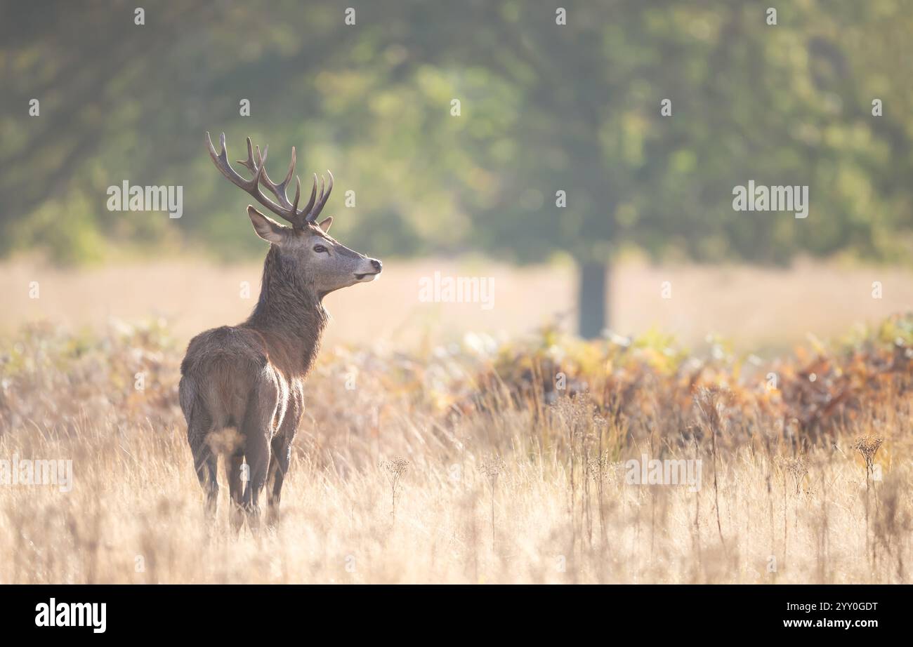 Young red deer stag standing in grass during the rut in autumn, UK ...