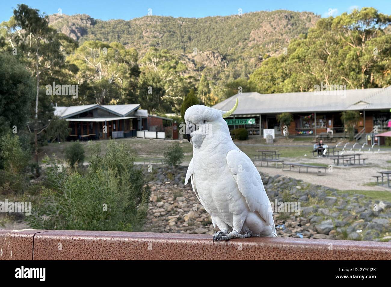 Halls Gap, Australia. 01st May, 2024. A cockatoo sits on a stone wall ...