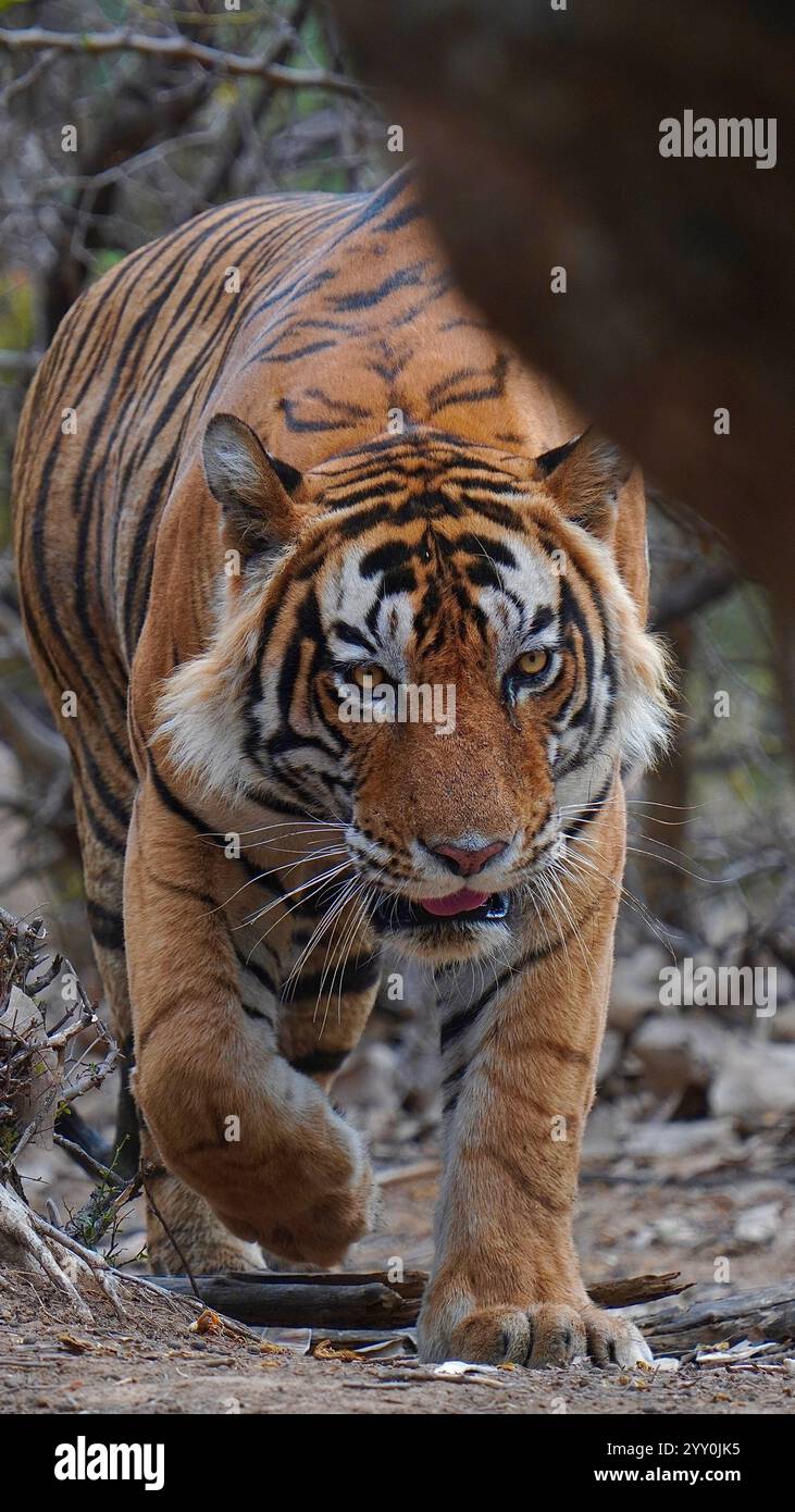 Viajero viajero viajando viajando hi-res stock photography and images ...