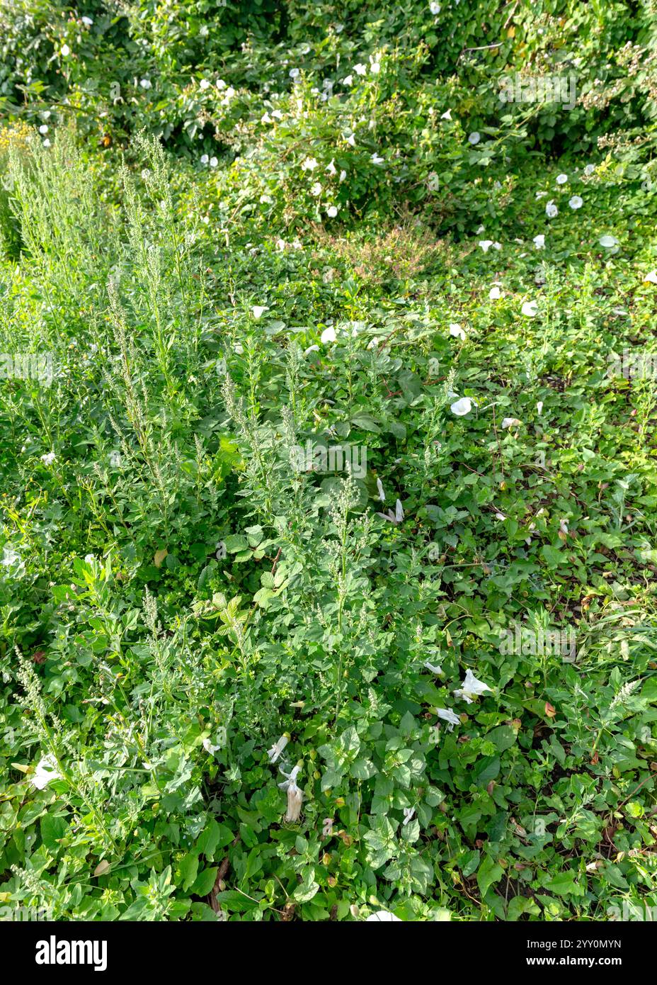 lush patch of green weeds and wild vegetation, scattered with small ...