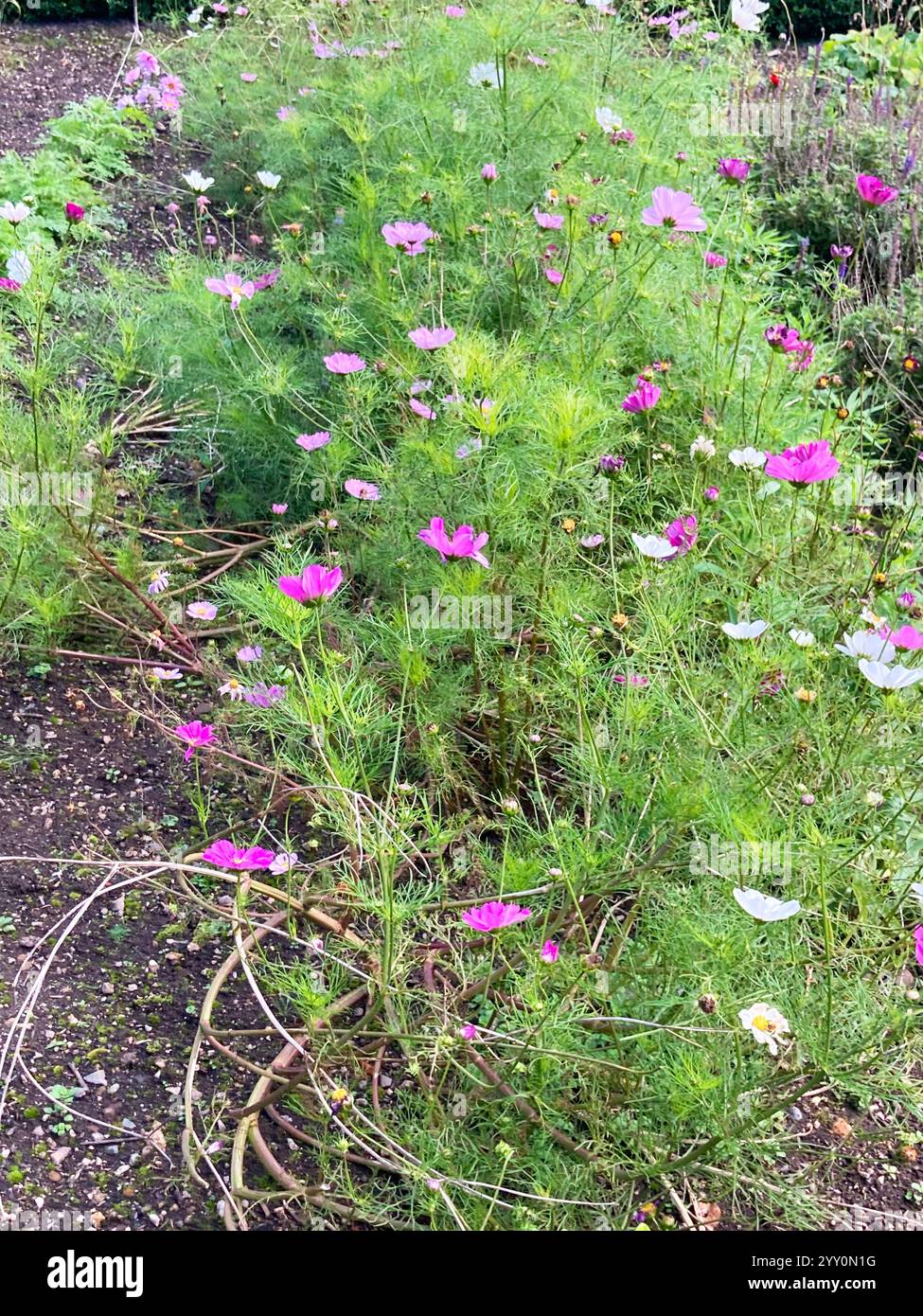 Flowering Cosmos - John Gollop Stock Photo - Alamy