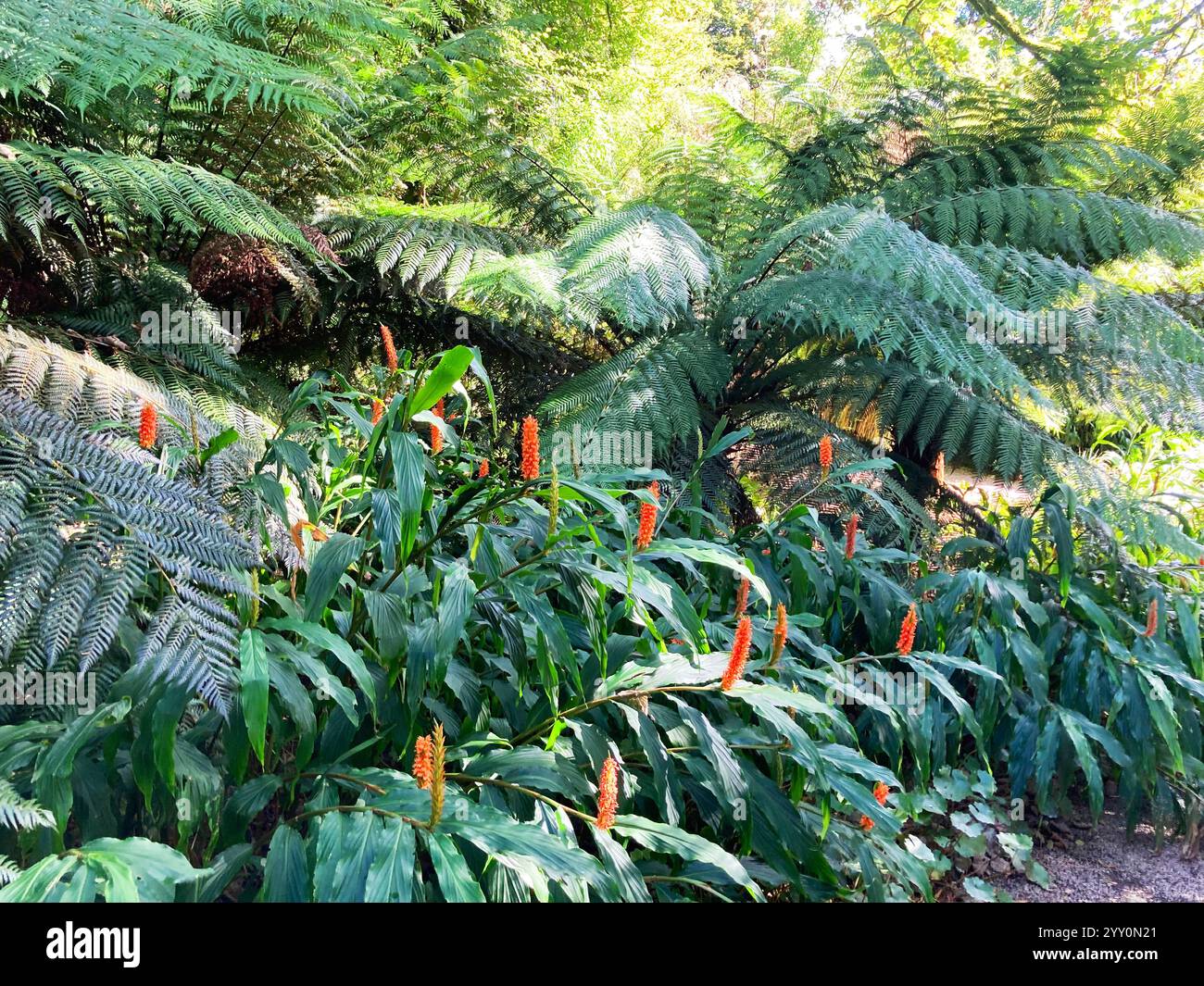 Sub-tropical garden border including dicksonia antartica and hedychium ...