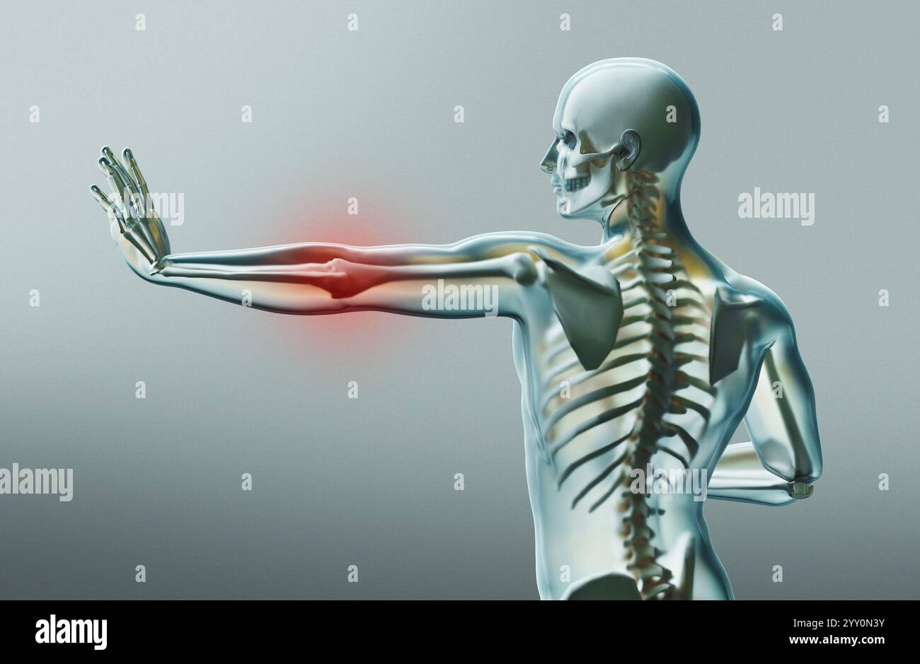 Human skeleton. Human Skeleton Anatomy X-ray. 3d rendering Stock Photo ...